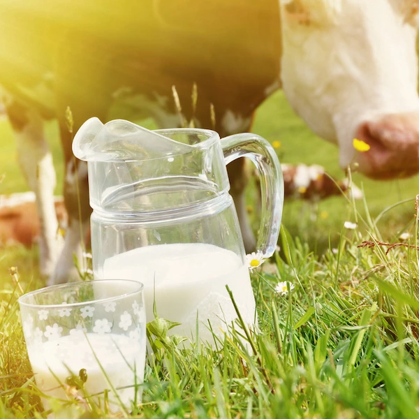 Le colostrum bovin et ses bienfaits pour la santé